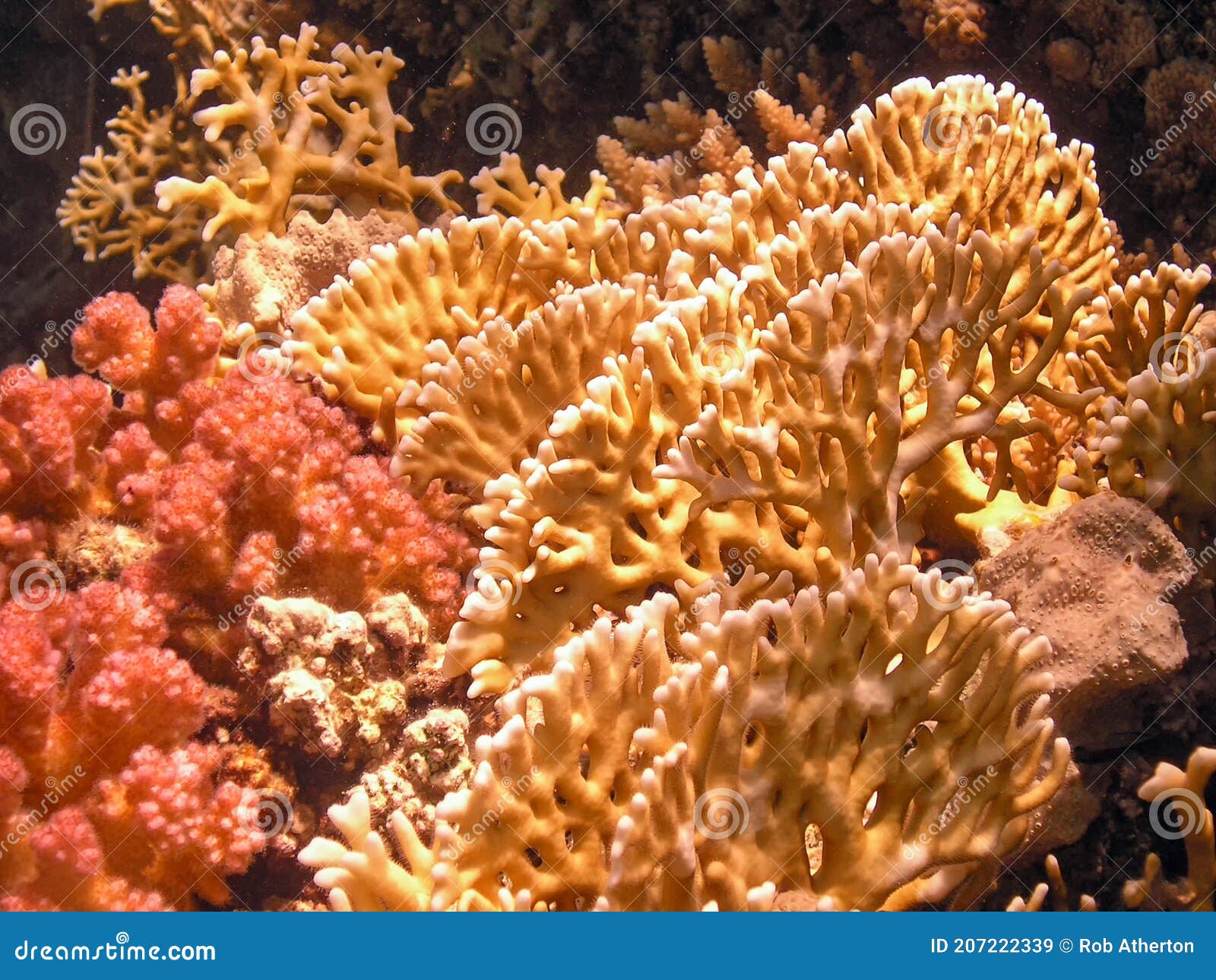 Fire Coral Millepora in the Red Sea Stock Image - Image of reef ...