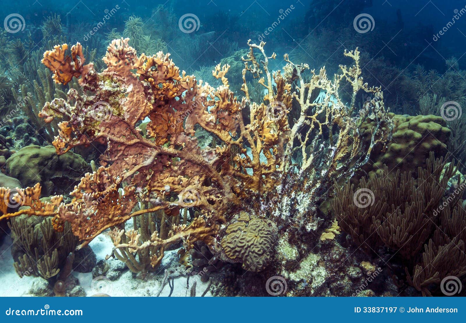 Fire Coral stock image. Image of leeward, fire, caribbean - 33837197