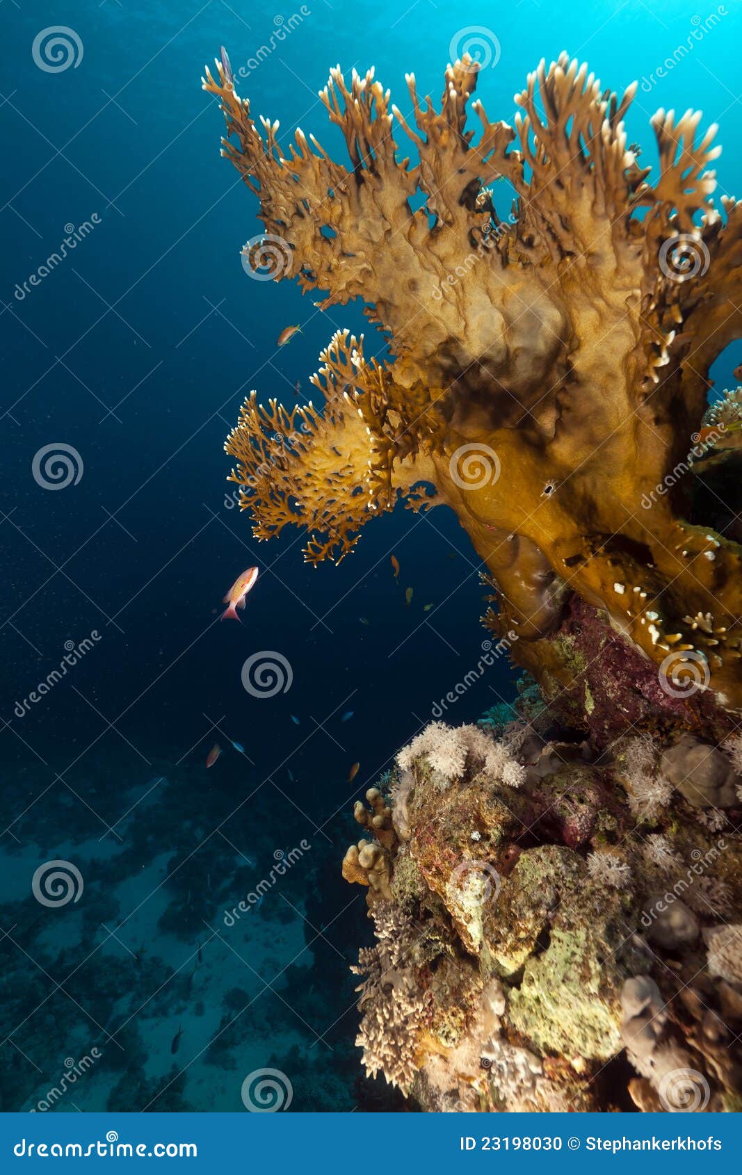 Fire coral in the Red Sea. stock photo. Image of nature - 23198030