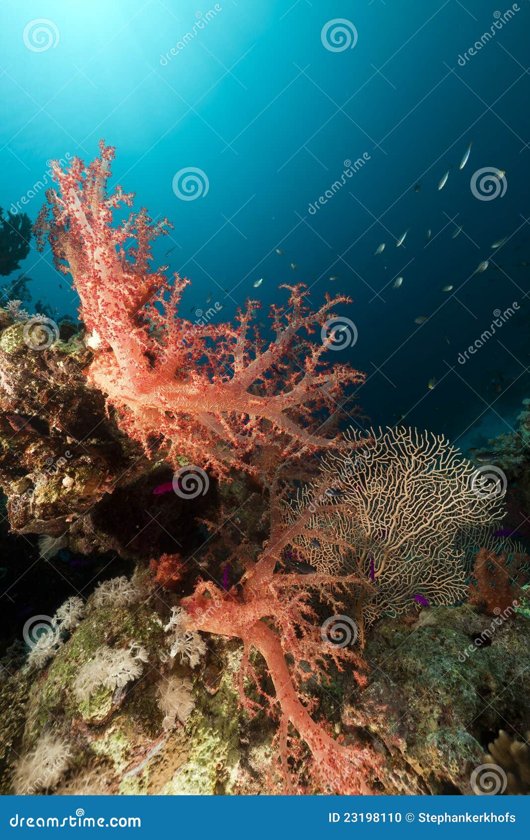 Fire coral in the Red Sea. stock photo. Image of nature - 23198110