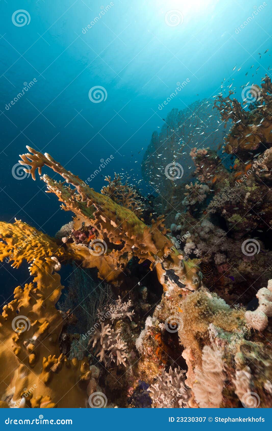 Fire coral in the Red Sea. stock image. Image of saltwater - 23230307
