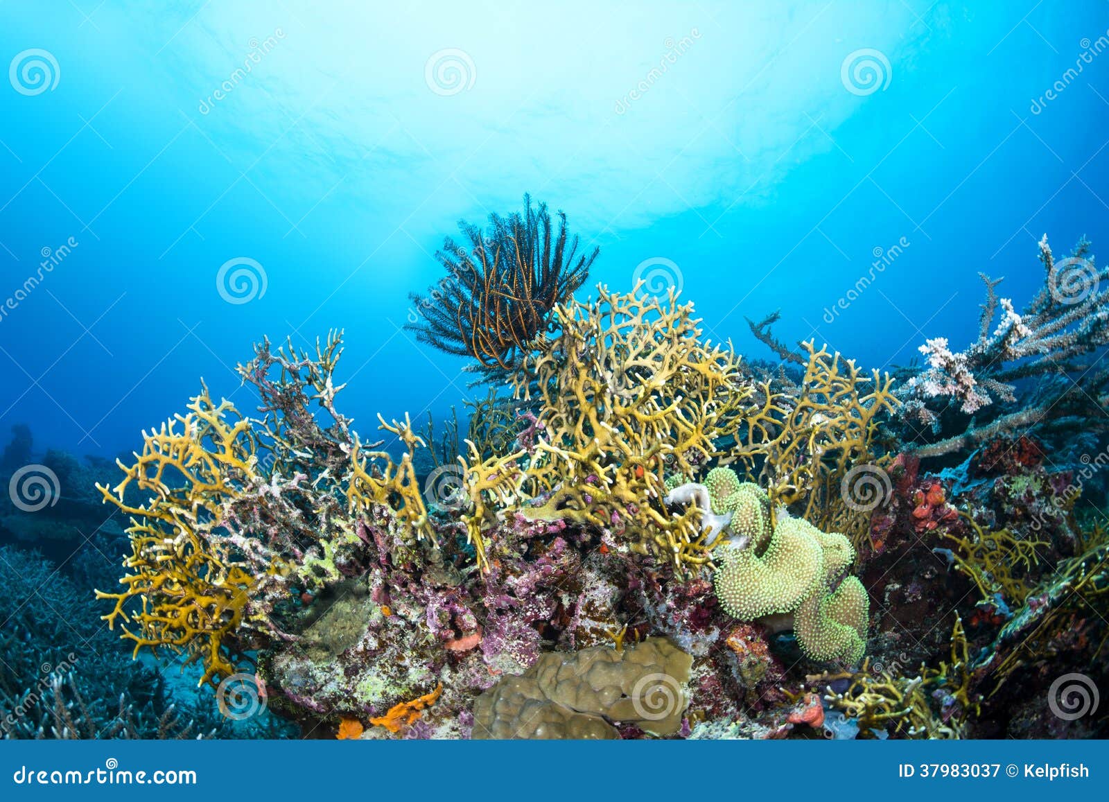 Fire coral on reef stock image. Image of coral, saltwater - 37983037