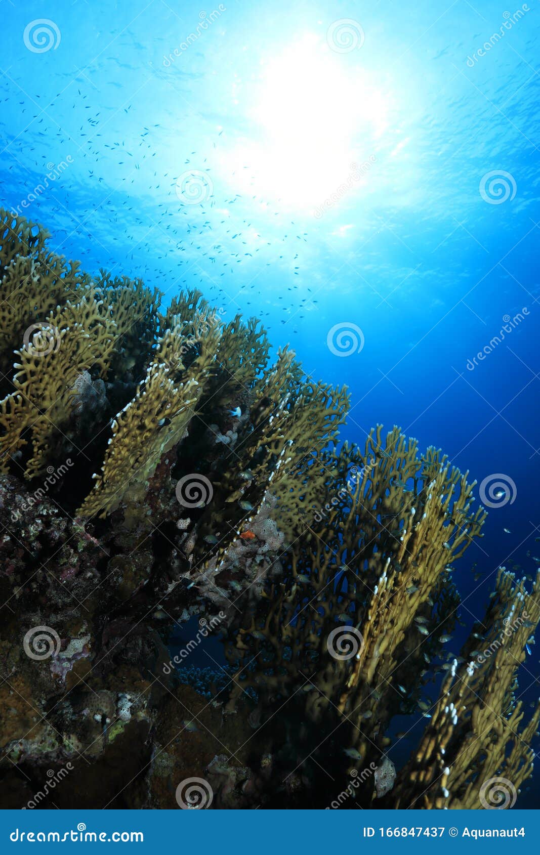 Fire Corals in the Coral Reef Stock Image - Image of ocean ...