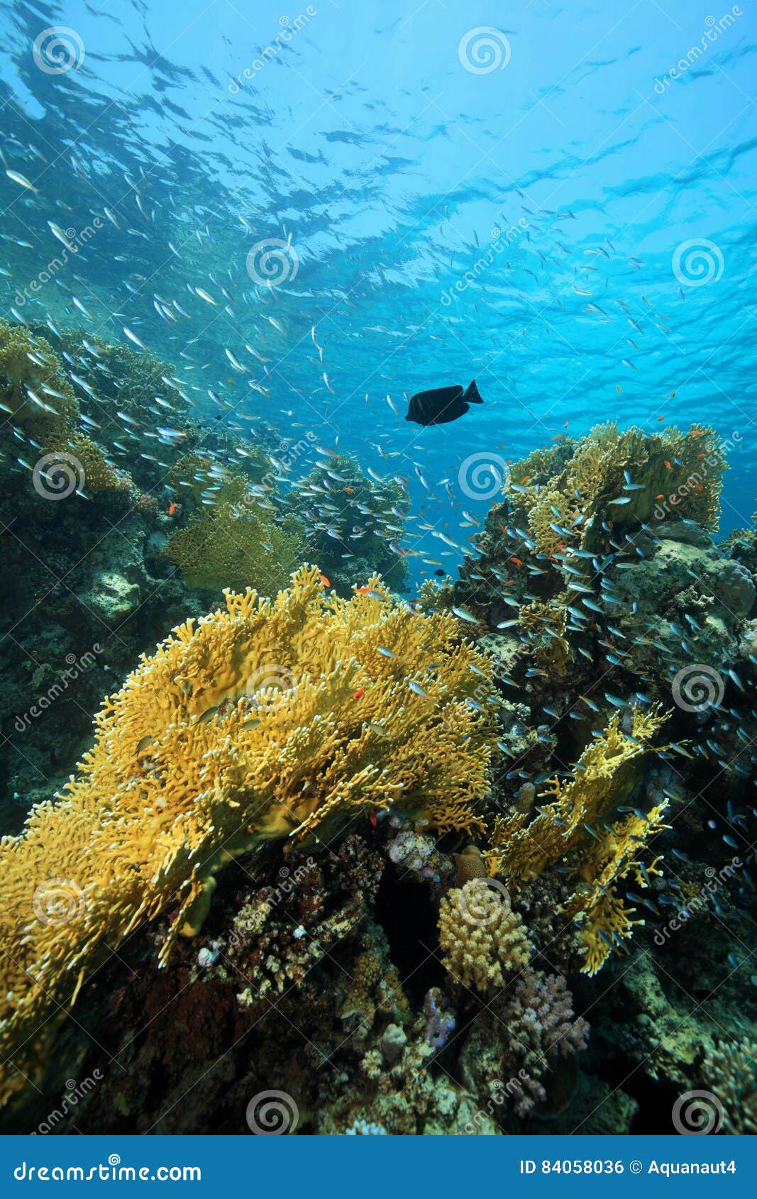 Fire Corals in the Coral Reef Stock Photo - Image of biodiversity ...