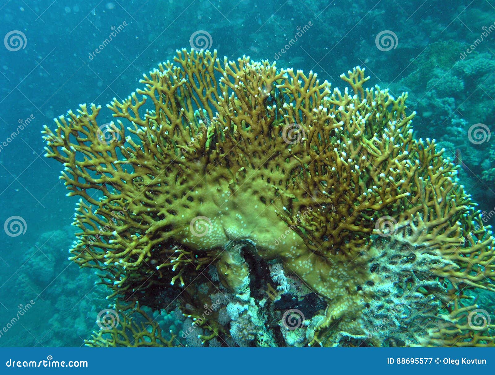 The fire corals on Red Sea stock image. Image of egypt - 88695577