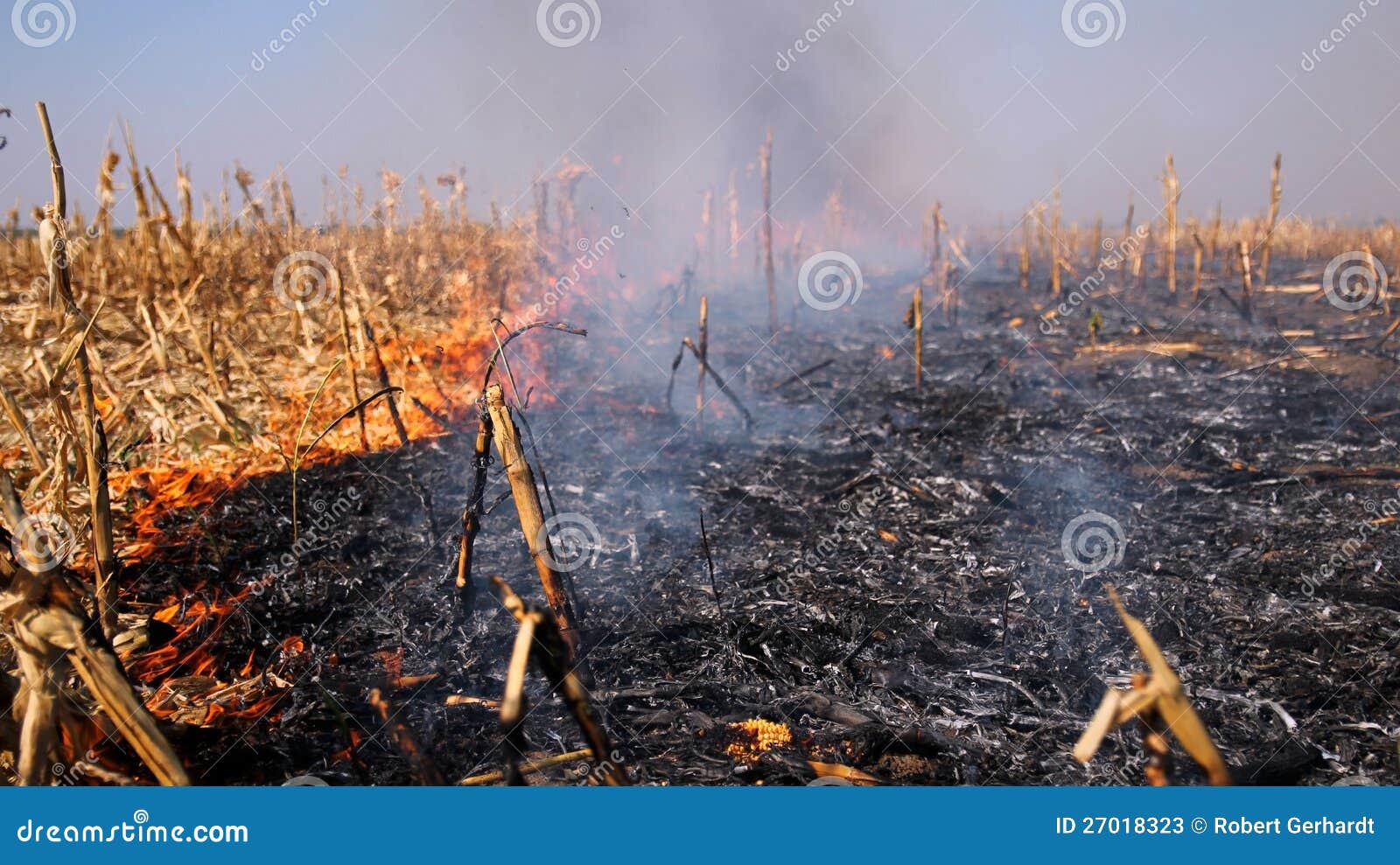Fire in the Cornfield after Harvest Stock Image - Image of burn, field ...