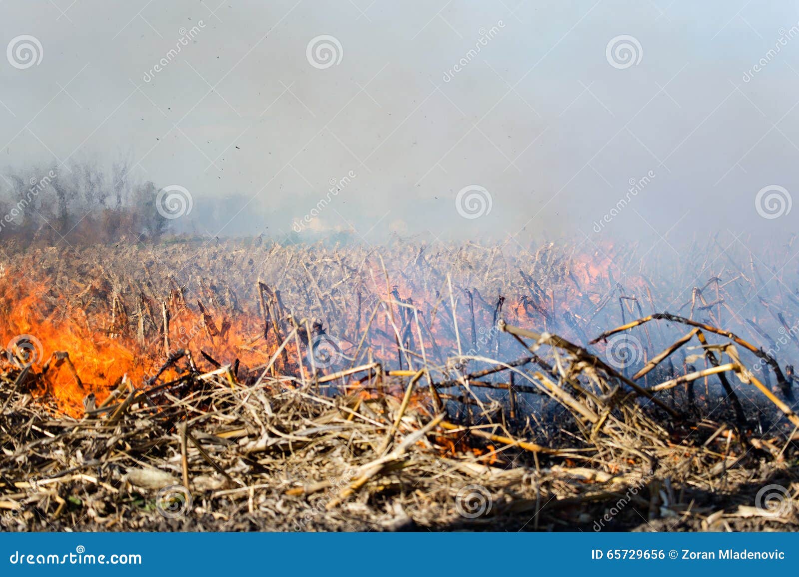 Fire in the Cornfield after Harvest. Stock Photo - Image of flame ...