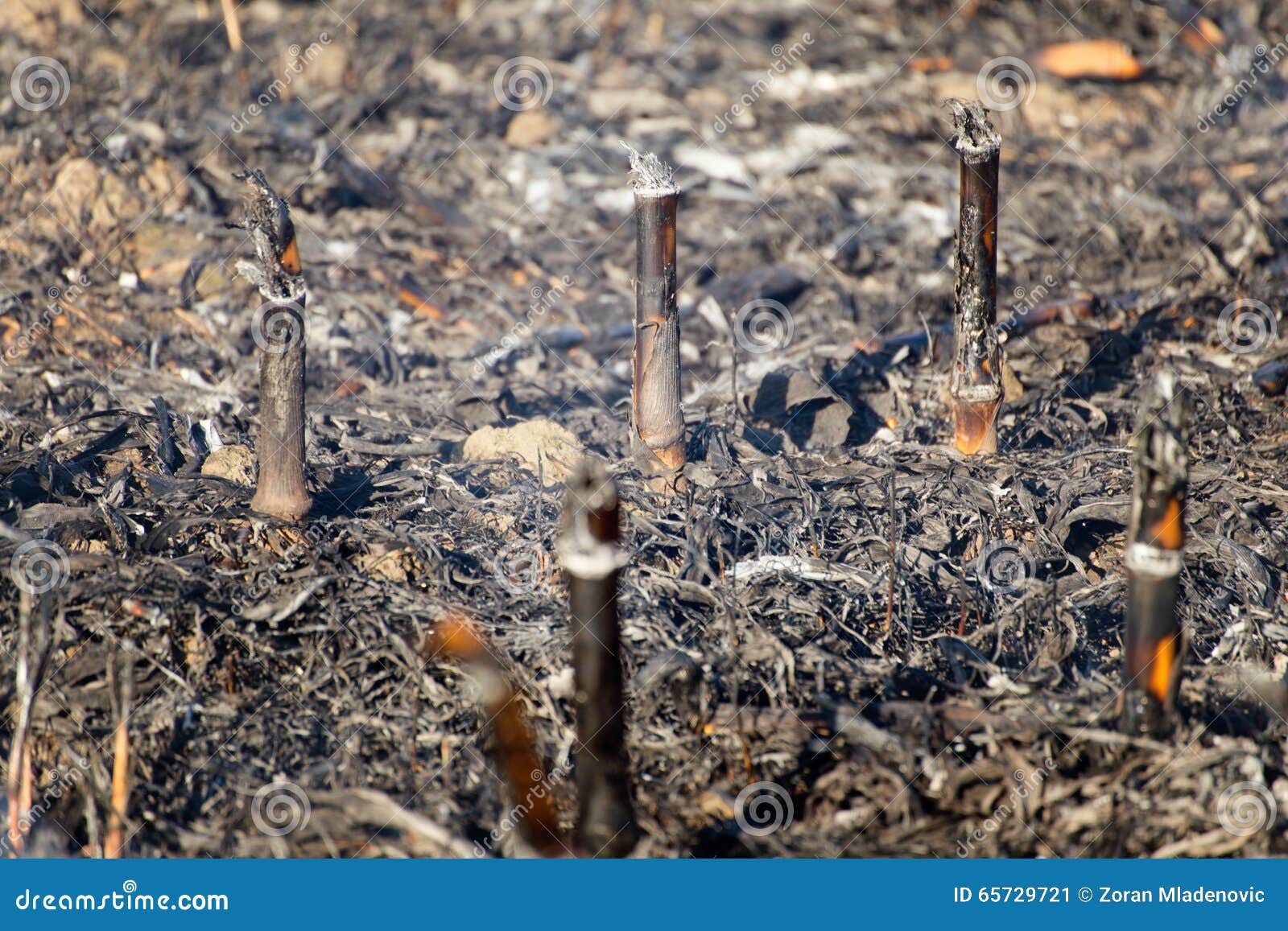 Fire in the Cornfield after Harvest. Stock Image - Image of land ...