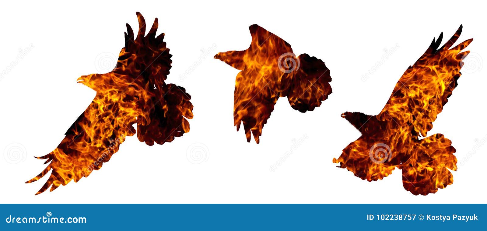 Fire Common Raven are Isolated on White Stock Image - Image of natural ...