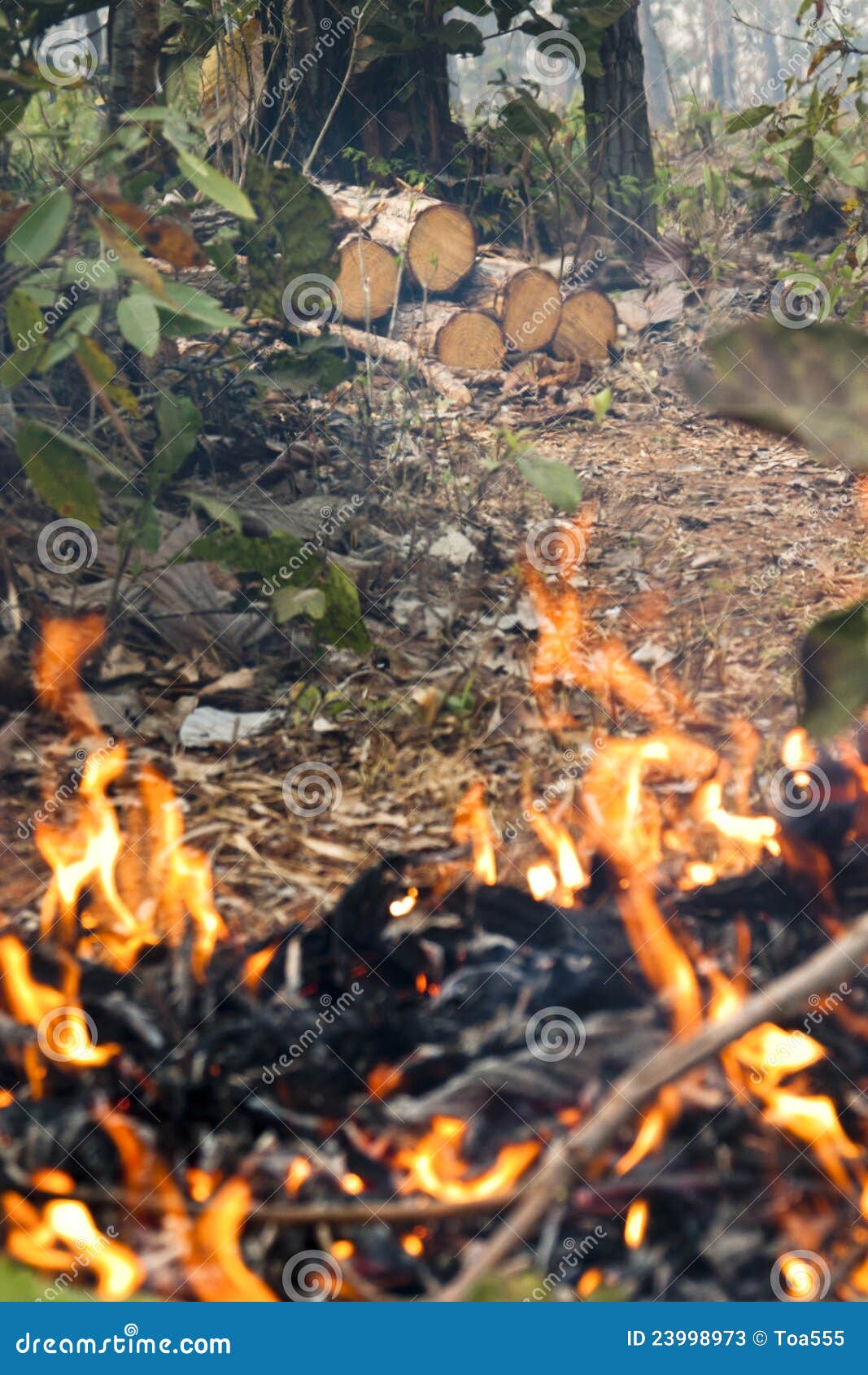 Fire and Cut Tree Wood in Forest Stock Image - Image of ground, outback ...