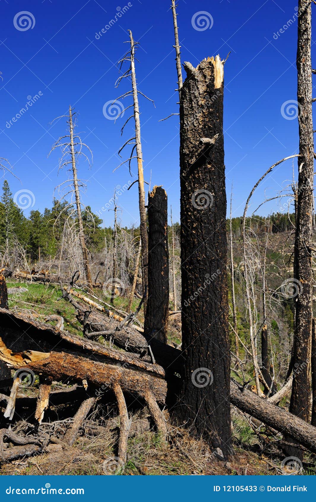 Fire Damage stock image. Image of rebirth, black, tree - 12105433