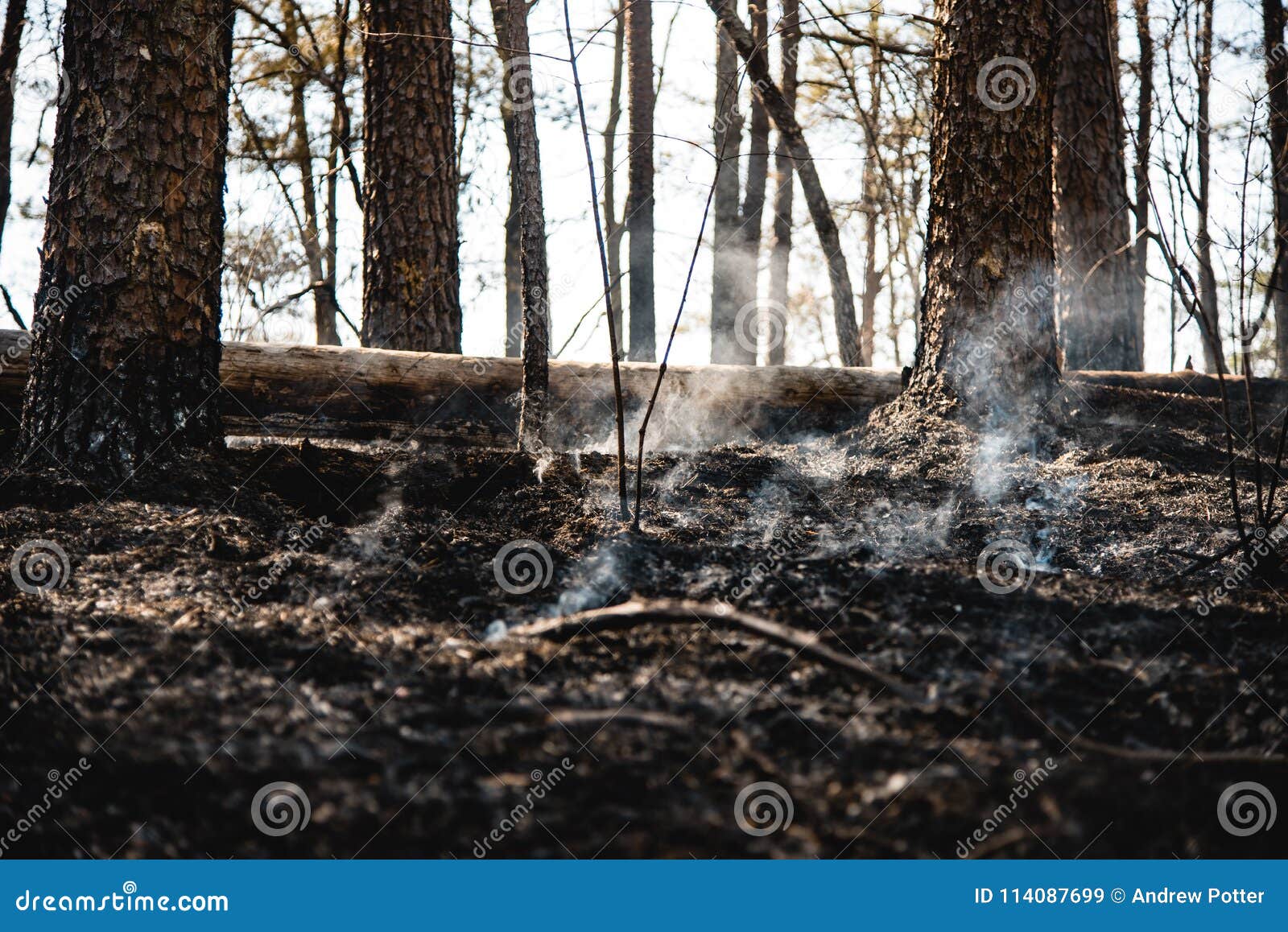 Damage from a Forest Fire stock image. Image of damage - 114087699