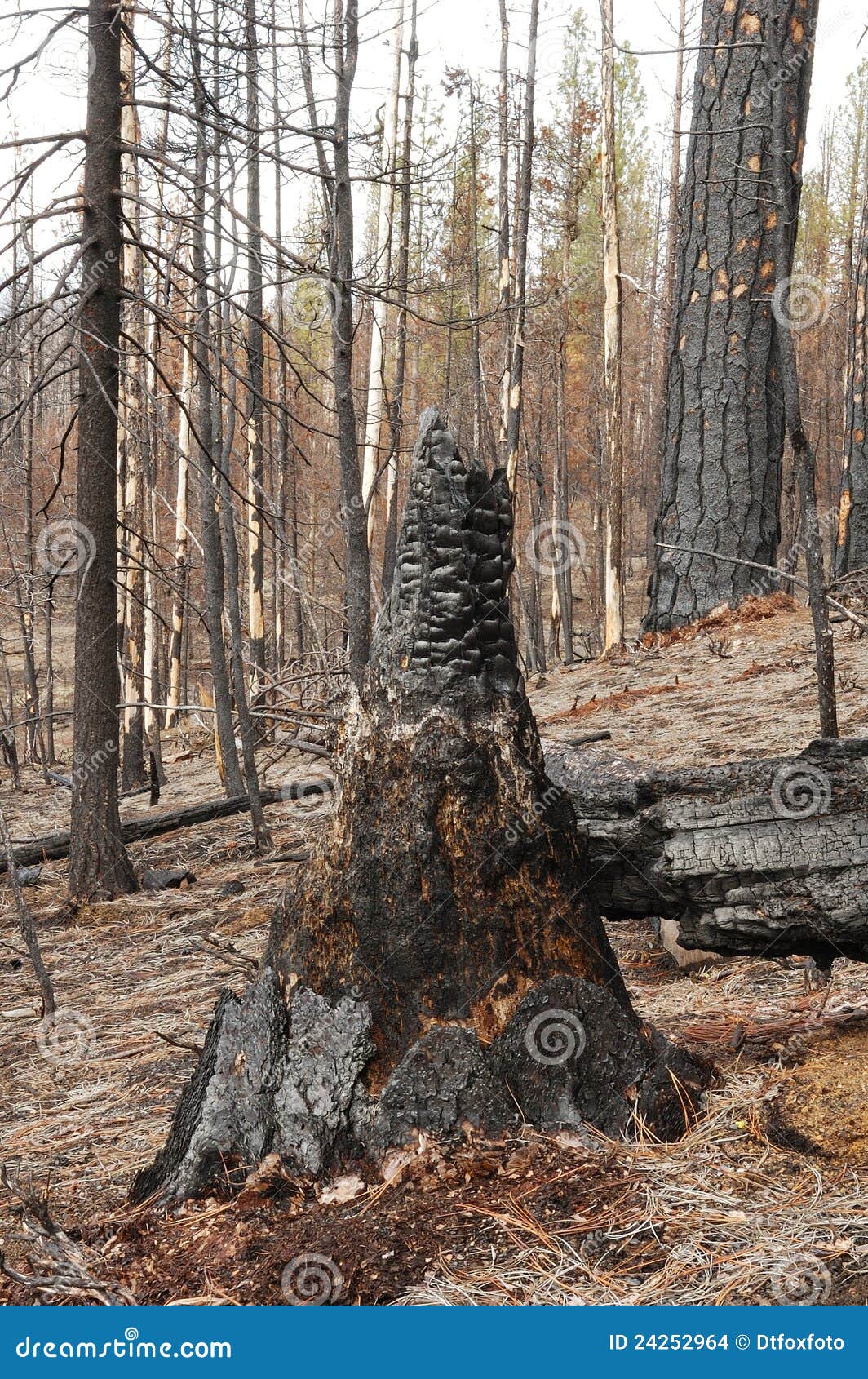Fire Damaged Pine stock photo. Image of snow, high, burn - 24252964