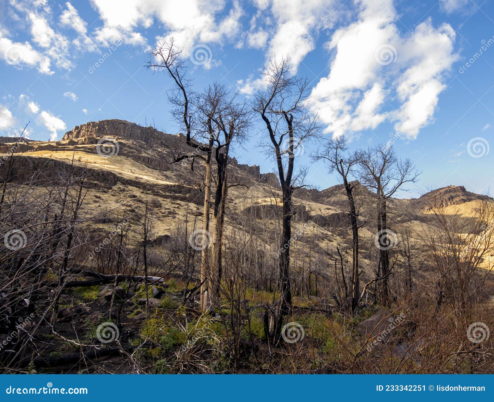 Fire Damaged Trees in Forest Stock Image - Image of landscape, nature ...