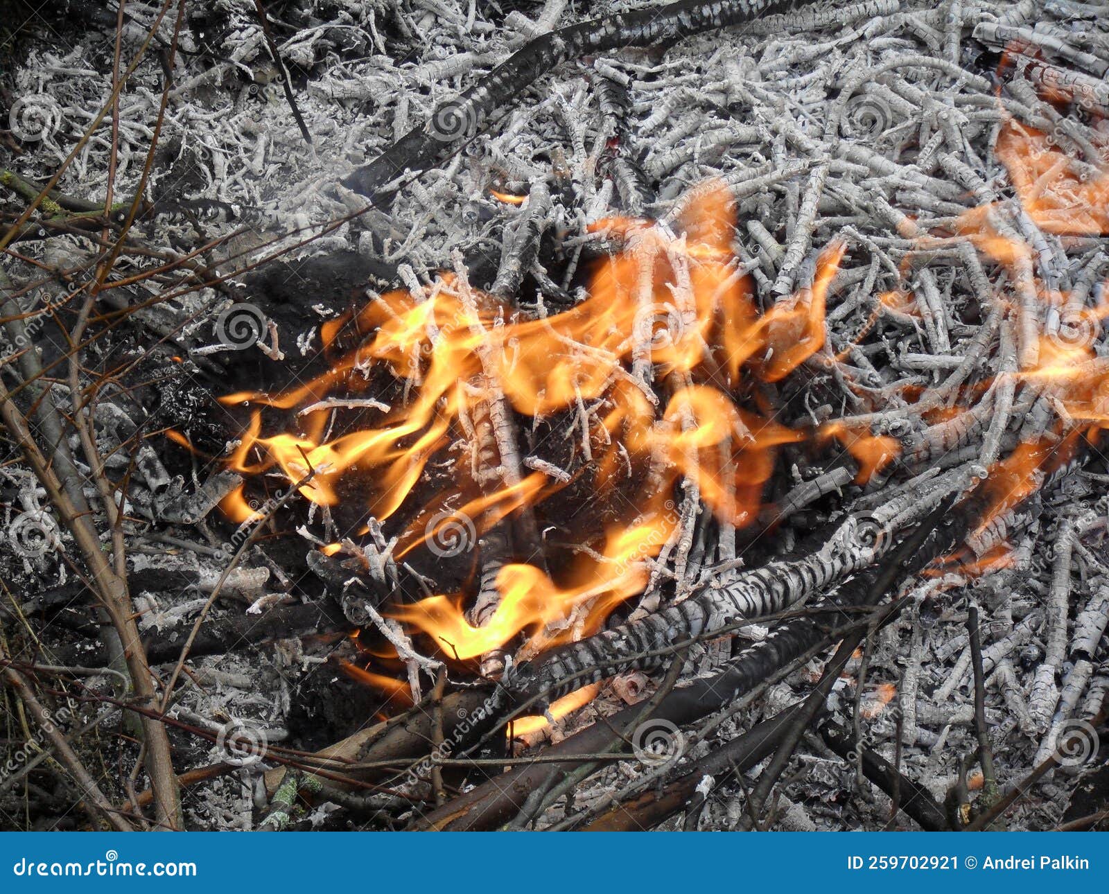 Burnt Branches, Tangled And Interwoven After A Forest Fire Royalty-Free ...
