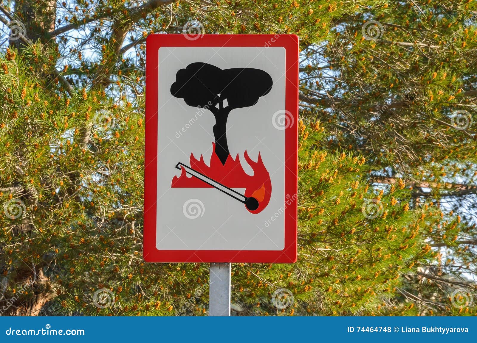 Fire Danger Road Sign in the Background of Pine Tree. Stock Photo ...