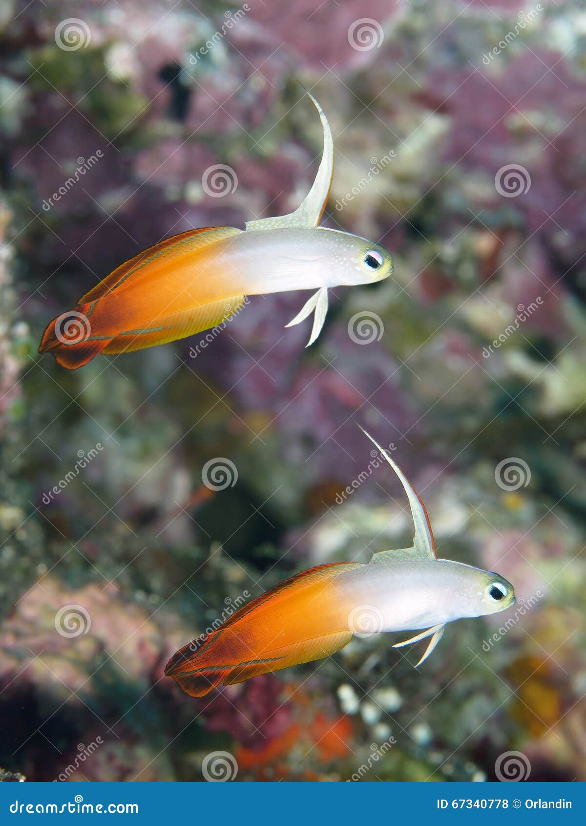 Fire dart fish stock photo. Image of trip, undersea, bali - 67340778
