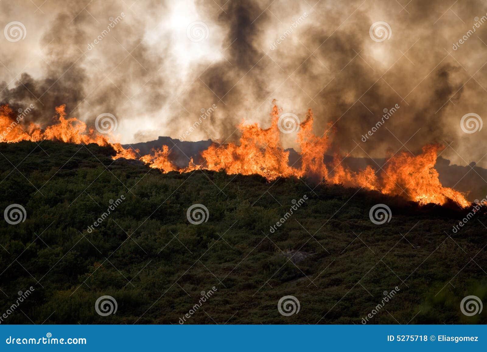 Fire & Deforestation stock photo. Image of urgency - 5275718