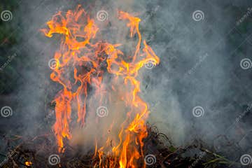 Fire and Dense Smoke during Burning Garbage. Pollution of the En Stock ...