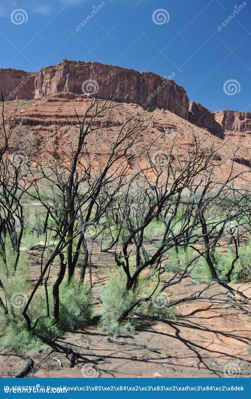 Fire in the desert stock image. Image of shadow, disaster - 40597871