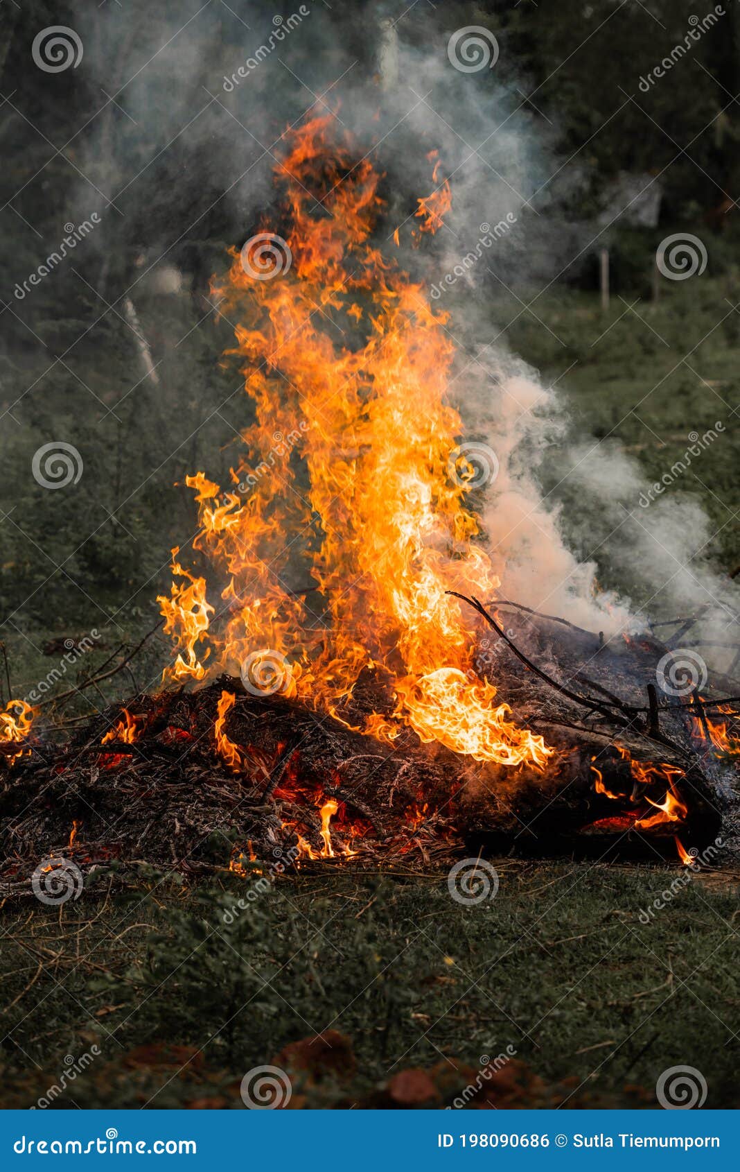 Fire Destroys Everything Leaving only Scorched Tree and Ashe Stock ...