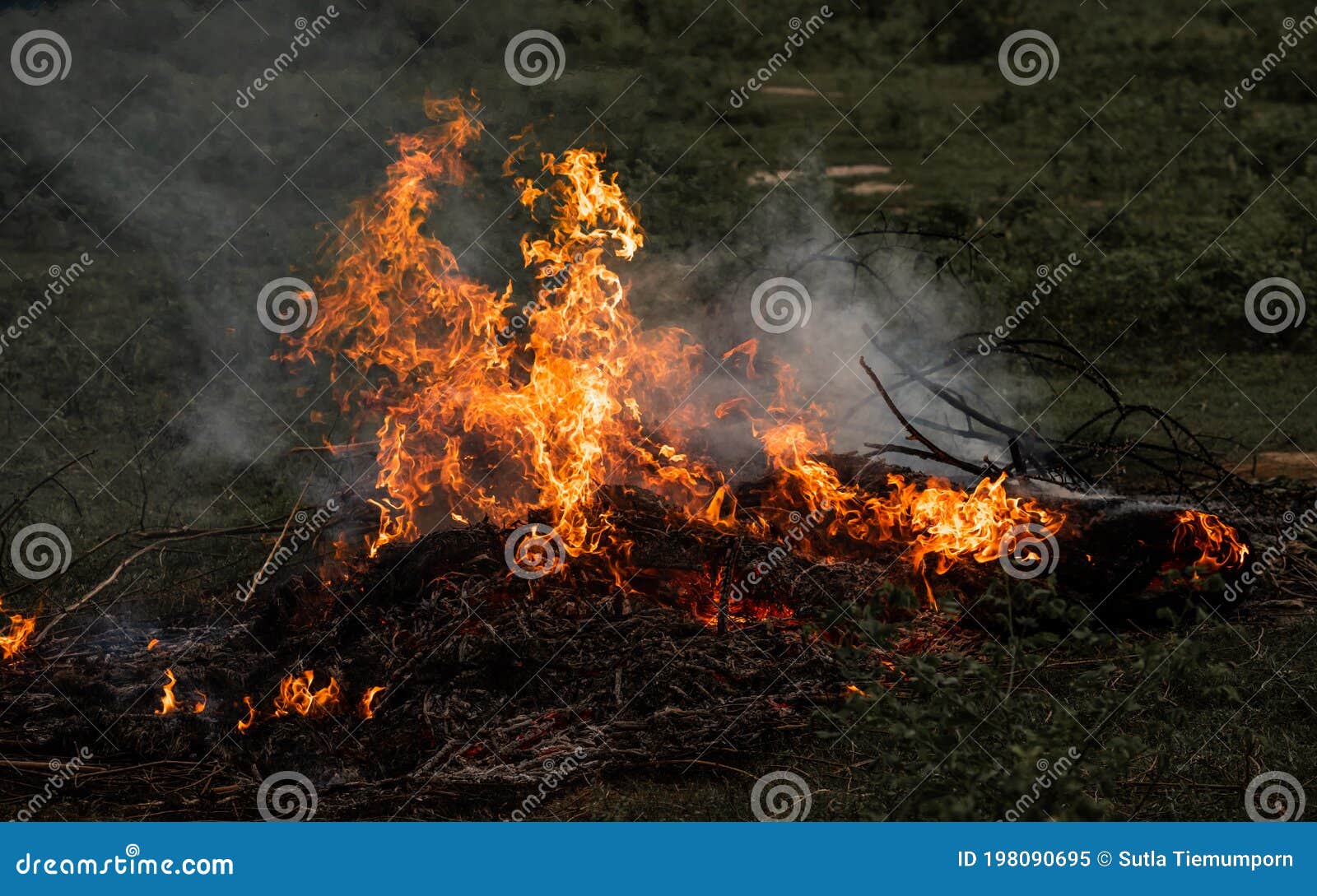 Fire Destroys Everything Leaving only Scorched Tree and Ashe Stock ...