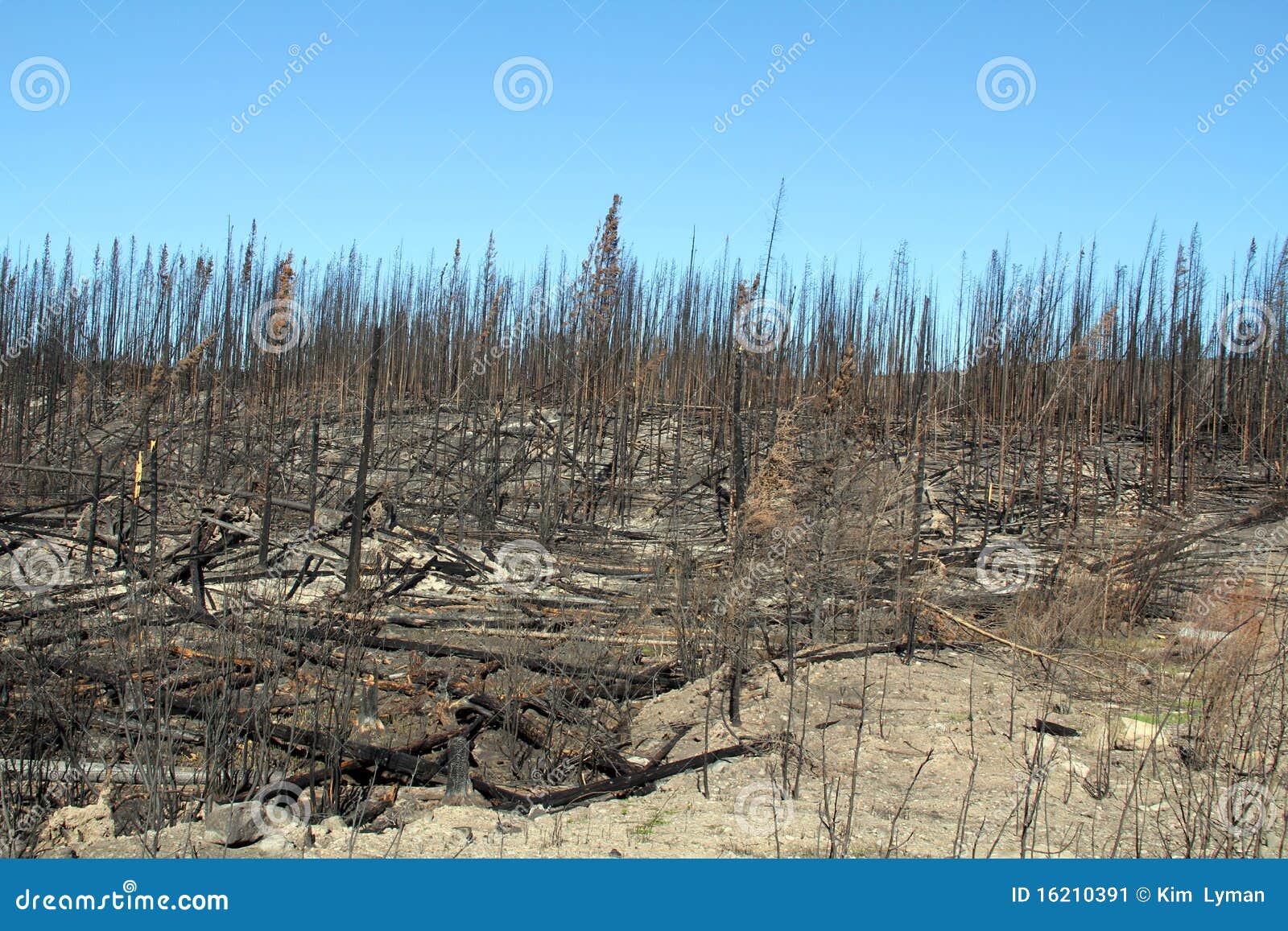 Fire Devastation stock image. Image of charred, wood - 16210391
