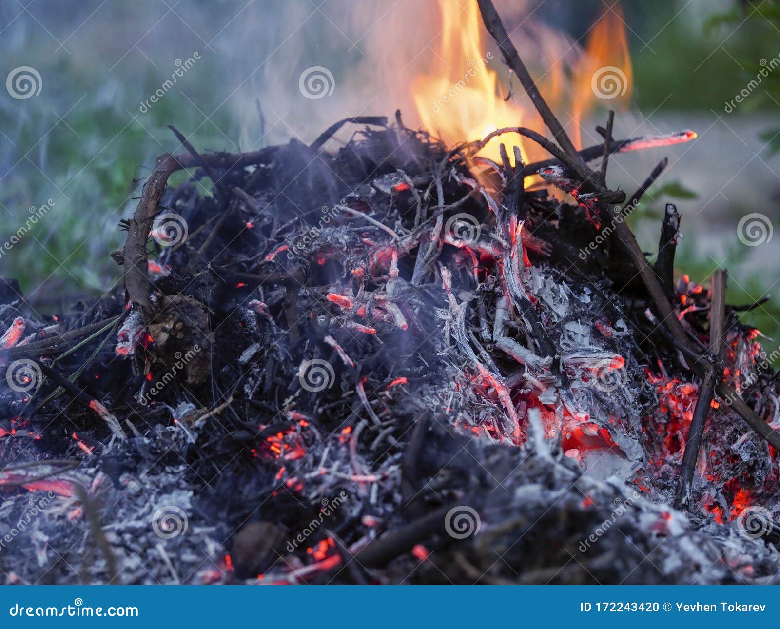 The Fire Devours the Dry Twigs of the Tree Stock Photo - Image of glass ...