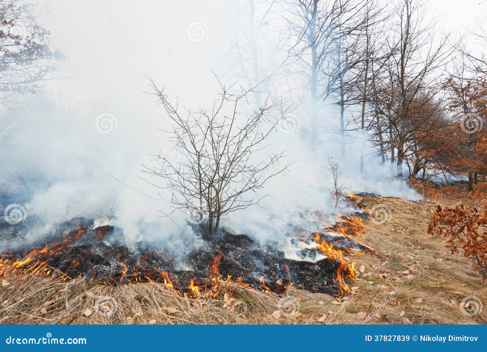 Fire disaster stock image. Image of bush, burnt, blaze - 37827839