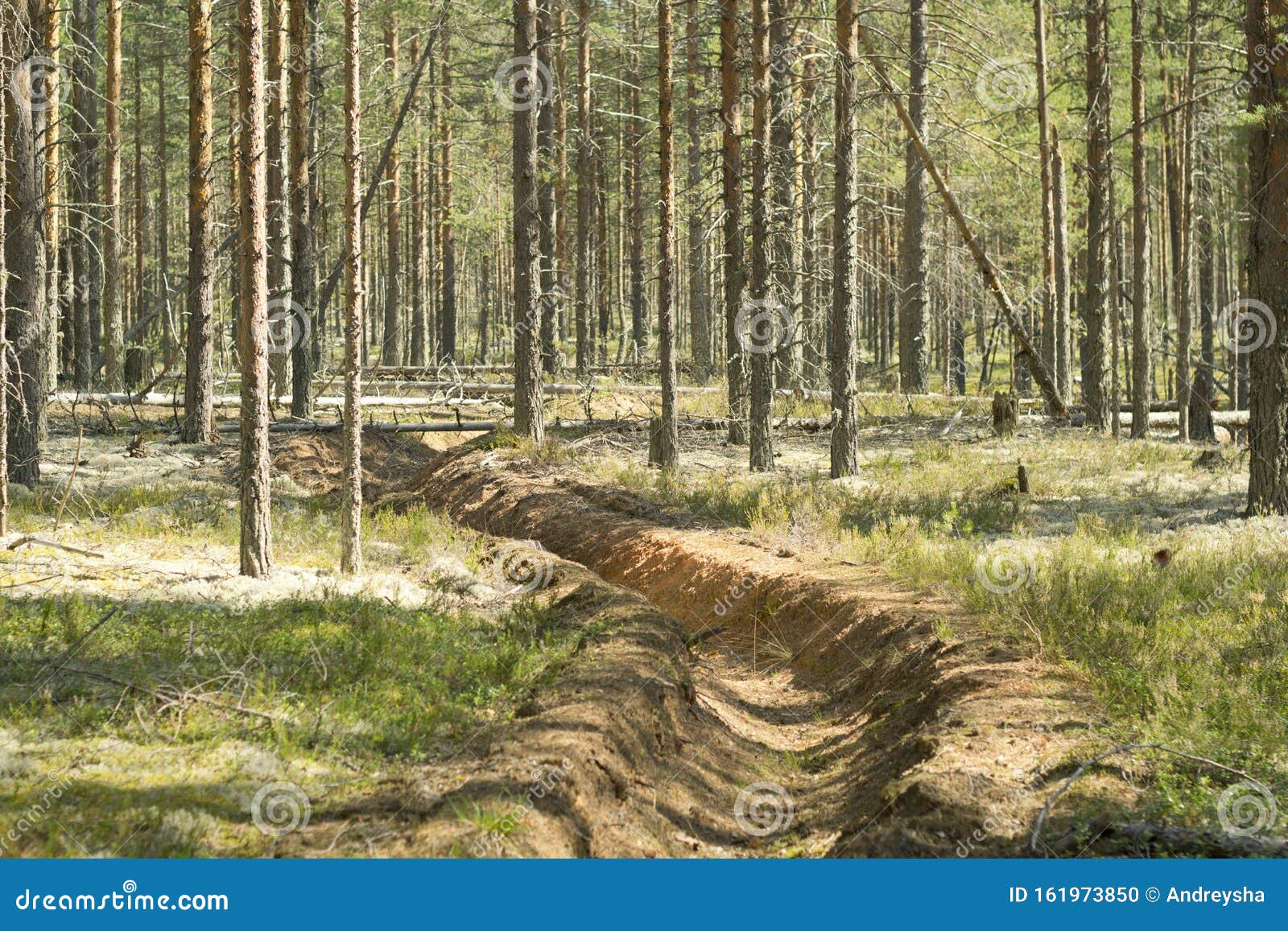 Fire Ditch in a Pine Forest. Preventive Measures To Protect Forests ...