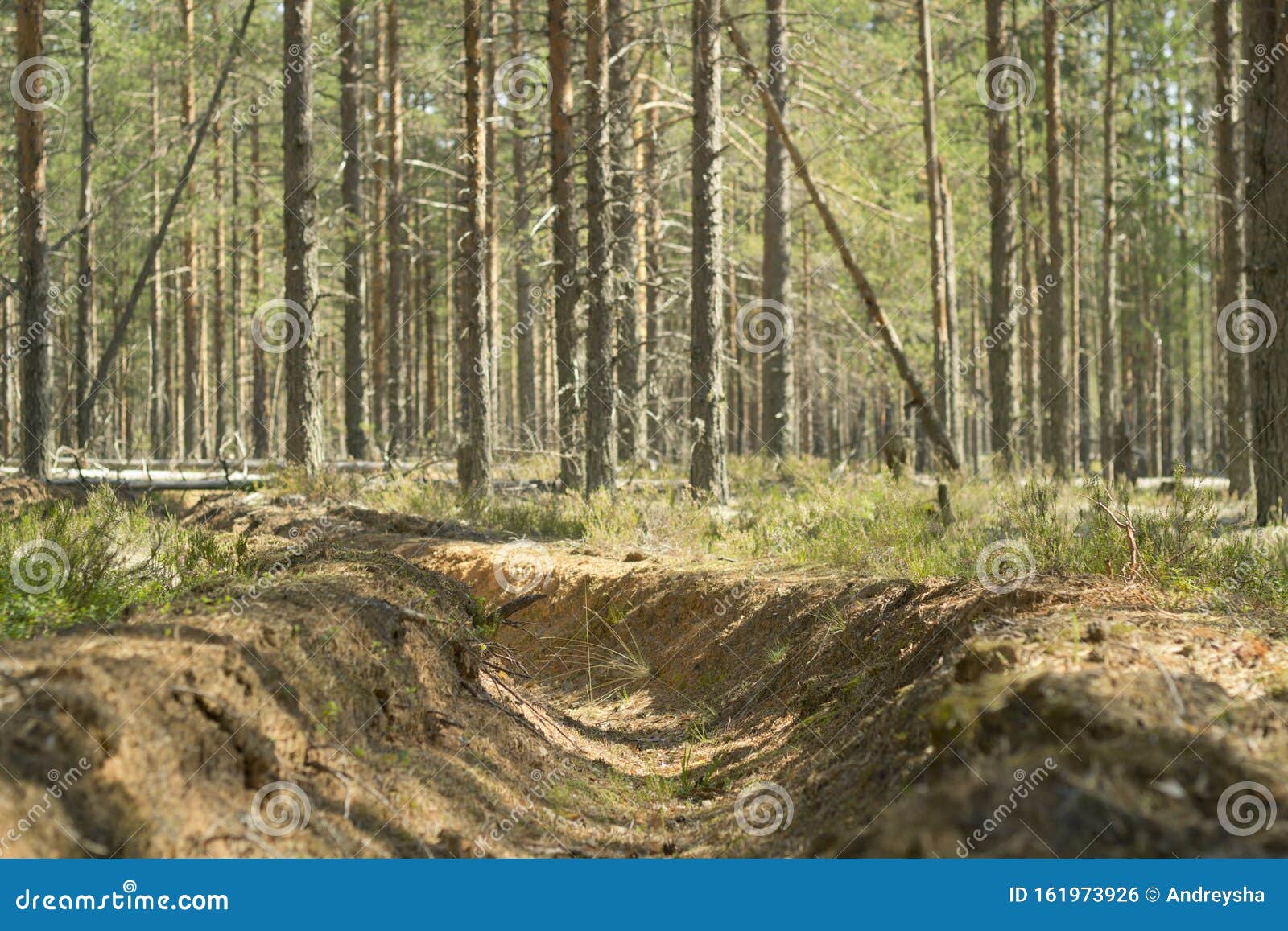 Fire Ditch in a Pine Forest. Preventive Measures To Protect Forests ...