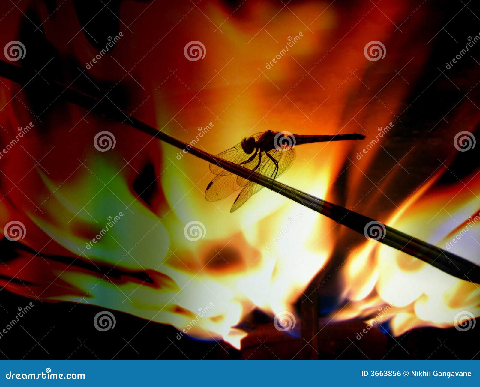 Fire Dragonfly stock photo. Image of flames, colorful - 3663856