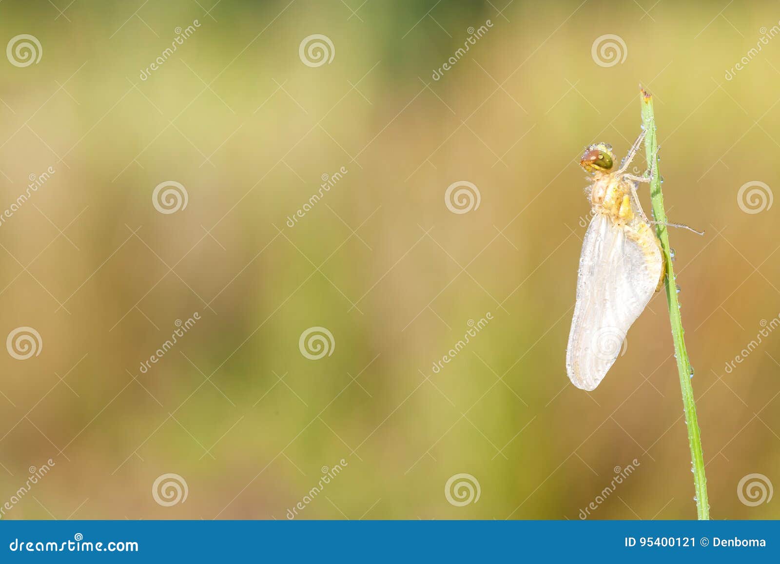 An Fire dragonfly stock image. Image of hunter, insect - 95400121