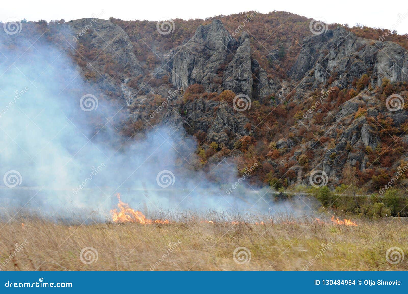 Fire in the meadow stock photo. Image of meadow, plant - 130484984