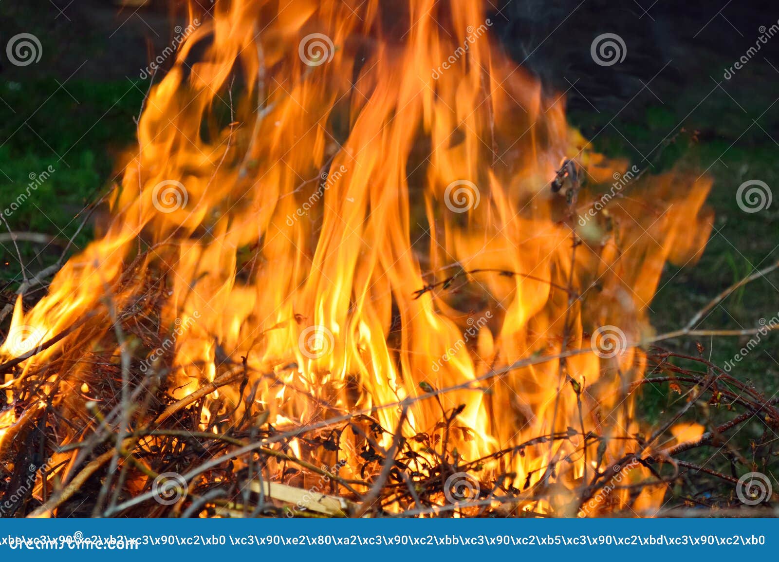 Dry Branches Burn In Isolated Campfire Pit In The Garden. High Bright ...