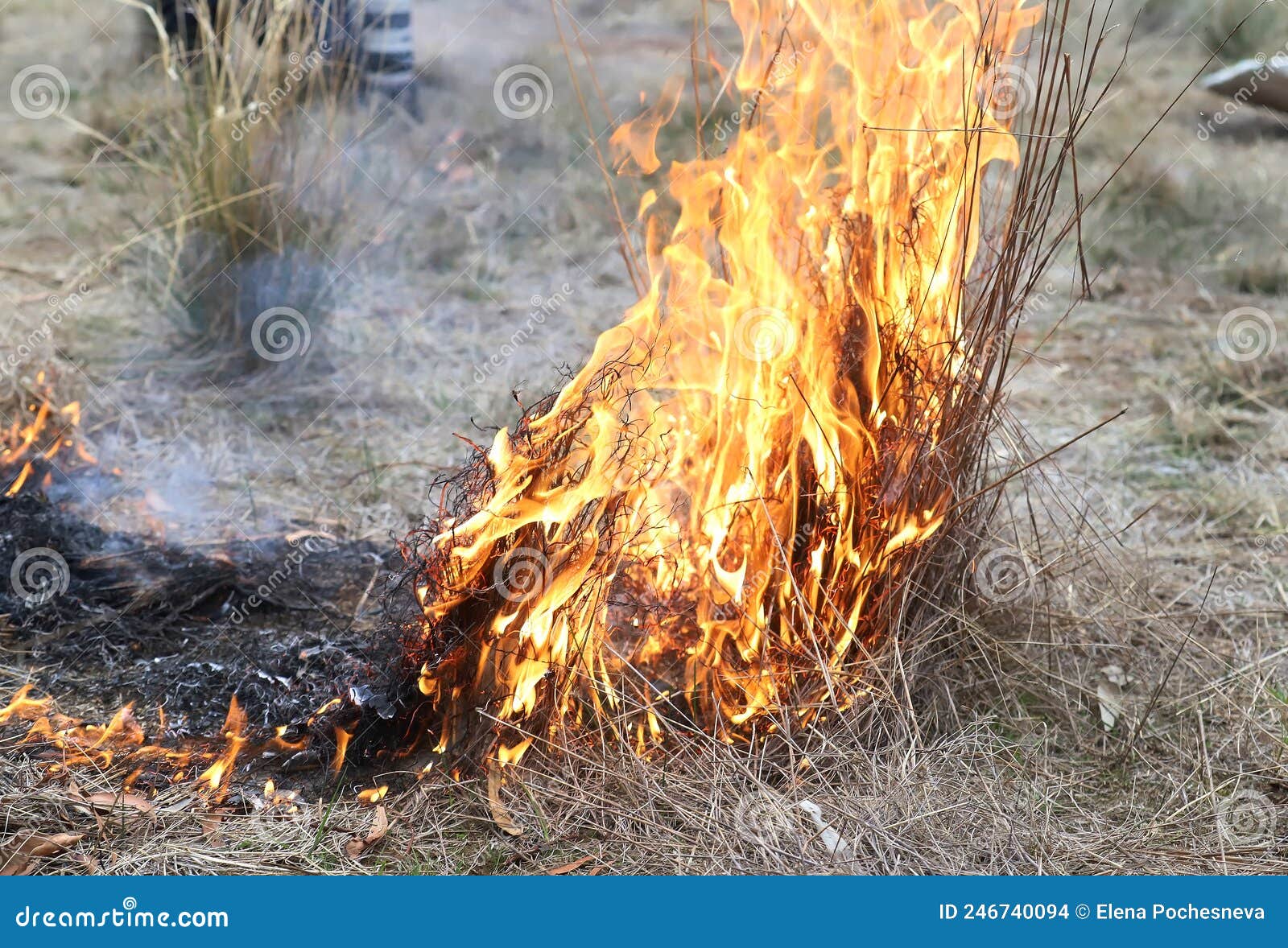 Fire on Dry Grass, Fire Flame, Start of Fire, Danger Symbol Stock Photo ...