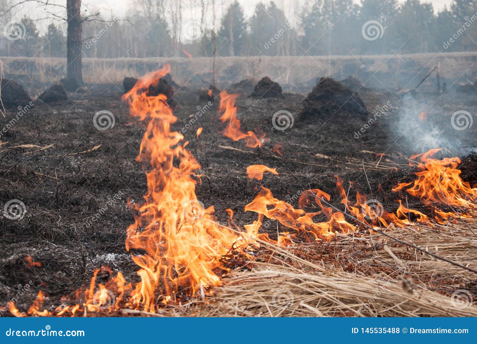 Fire on the Dry Grass. Forest Pazhar Stock Photo - Image of fire, fell ...