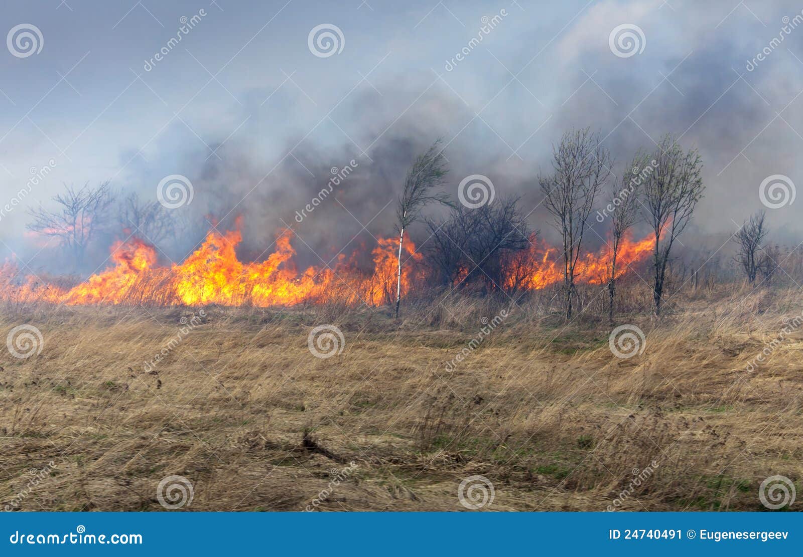 Fire on Dry Grass and Trees Stock Image - Image of growth, forest: 24740491
