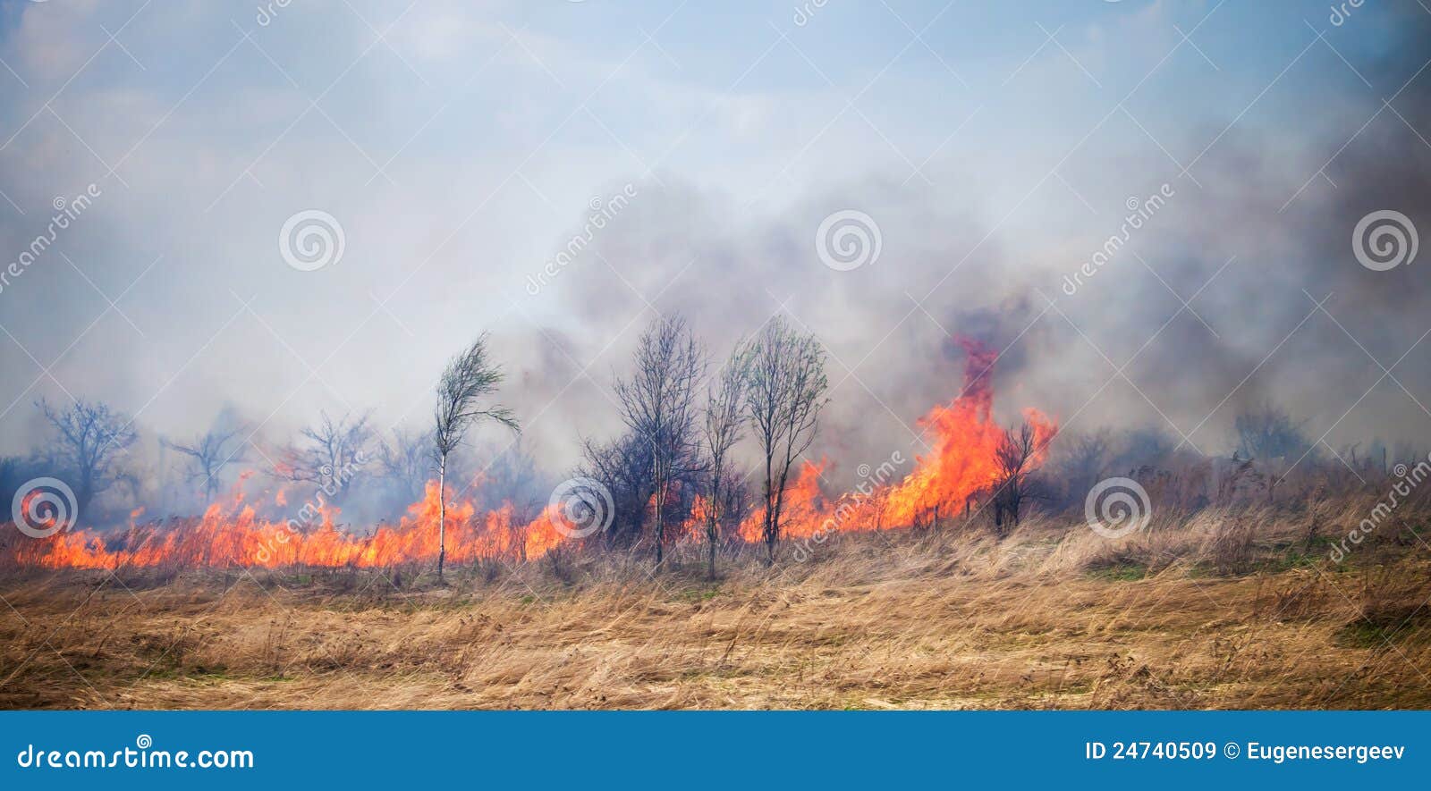 Fire on Dry Grass and Trees Stock Image - Image of agriculture, growth ...