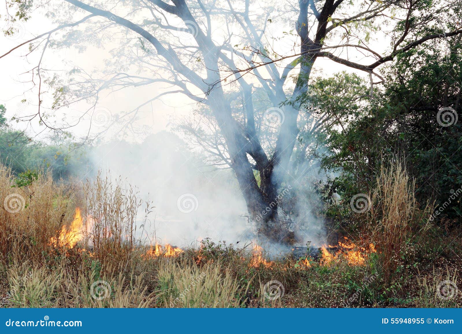 Fire on Dry Grass and Trees Stock Image - Image of wind, disaster: 55948955