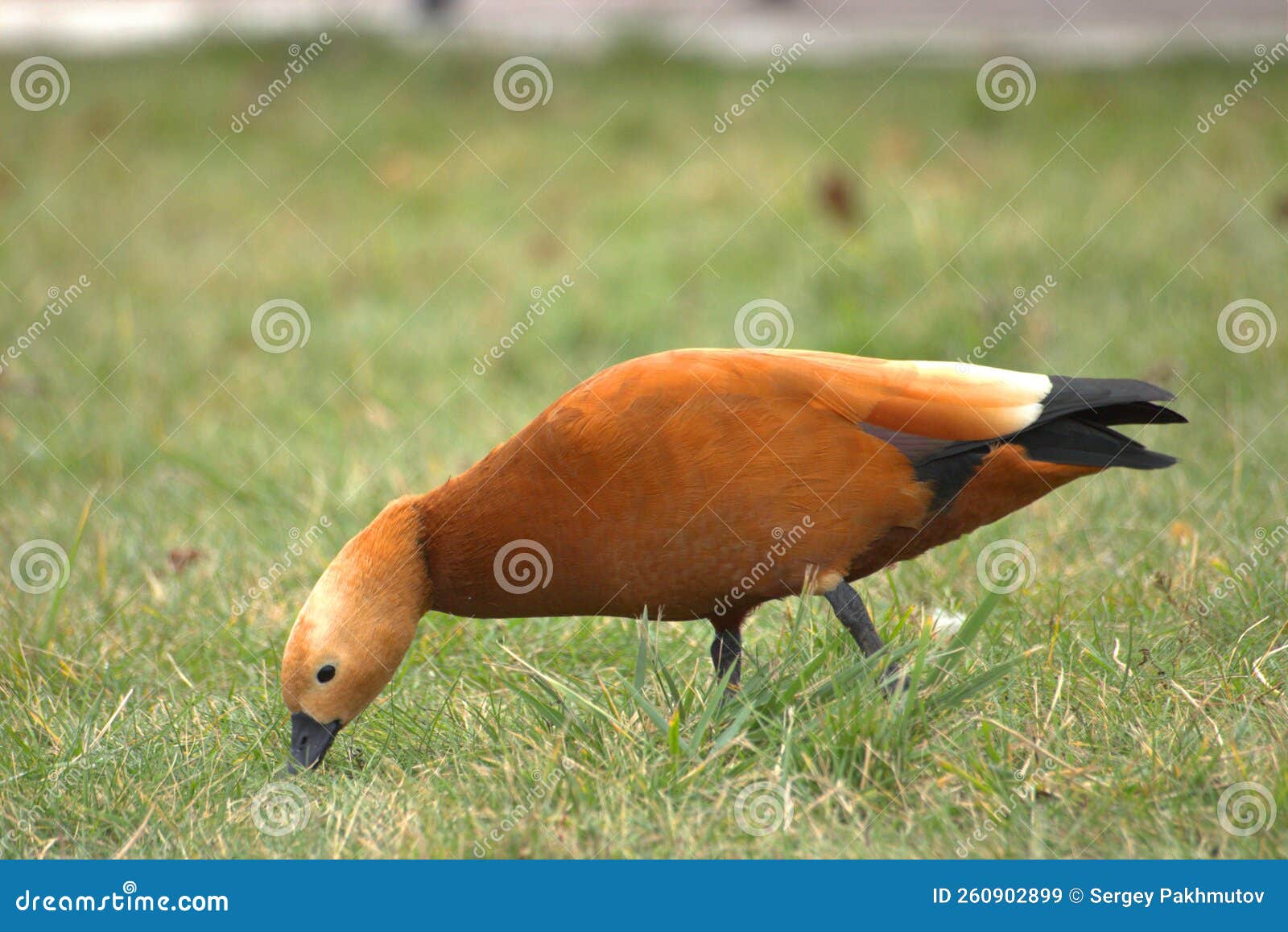 A fire duck on the grass stock image. Image of grass - 260902899