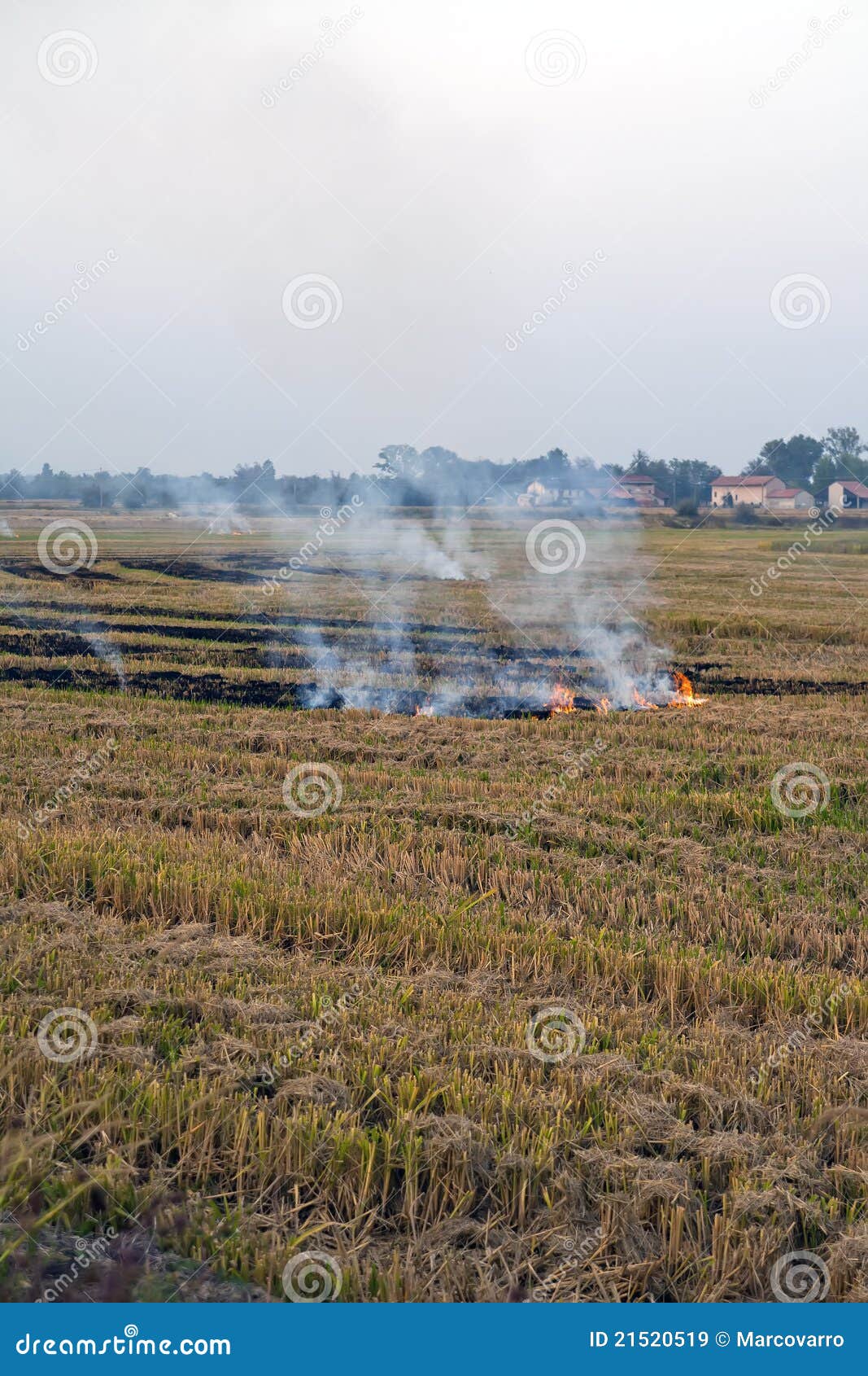 Fire in a field stock image. Image of descriptive, flare - 21520519