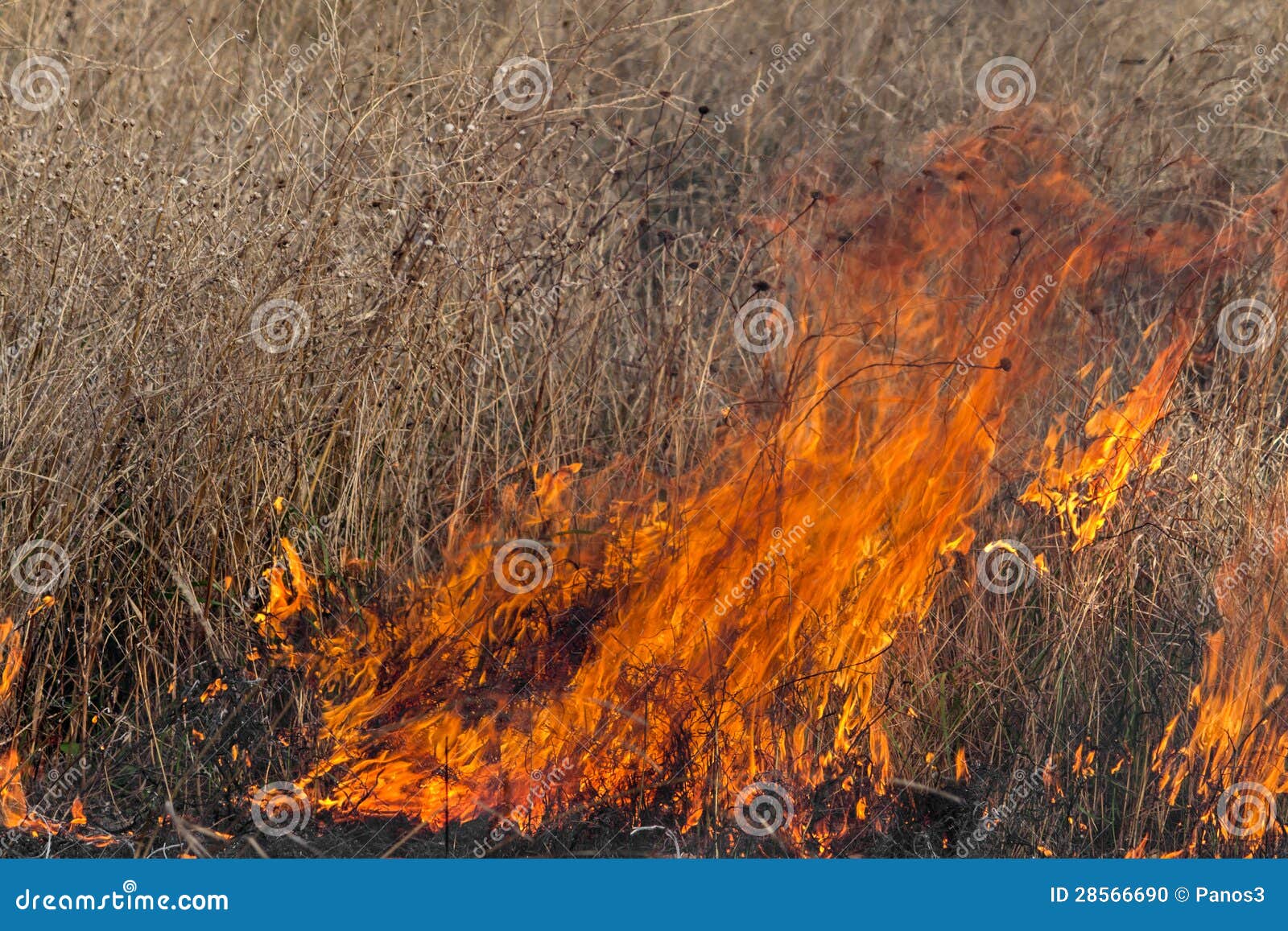 Fire in a field stock photo. Image of embers, fire, forest - 28566690