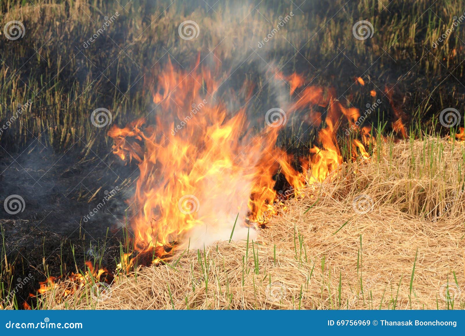 Fire on the field. stock image. Image of forest, element - 69756969