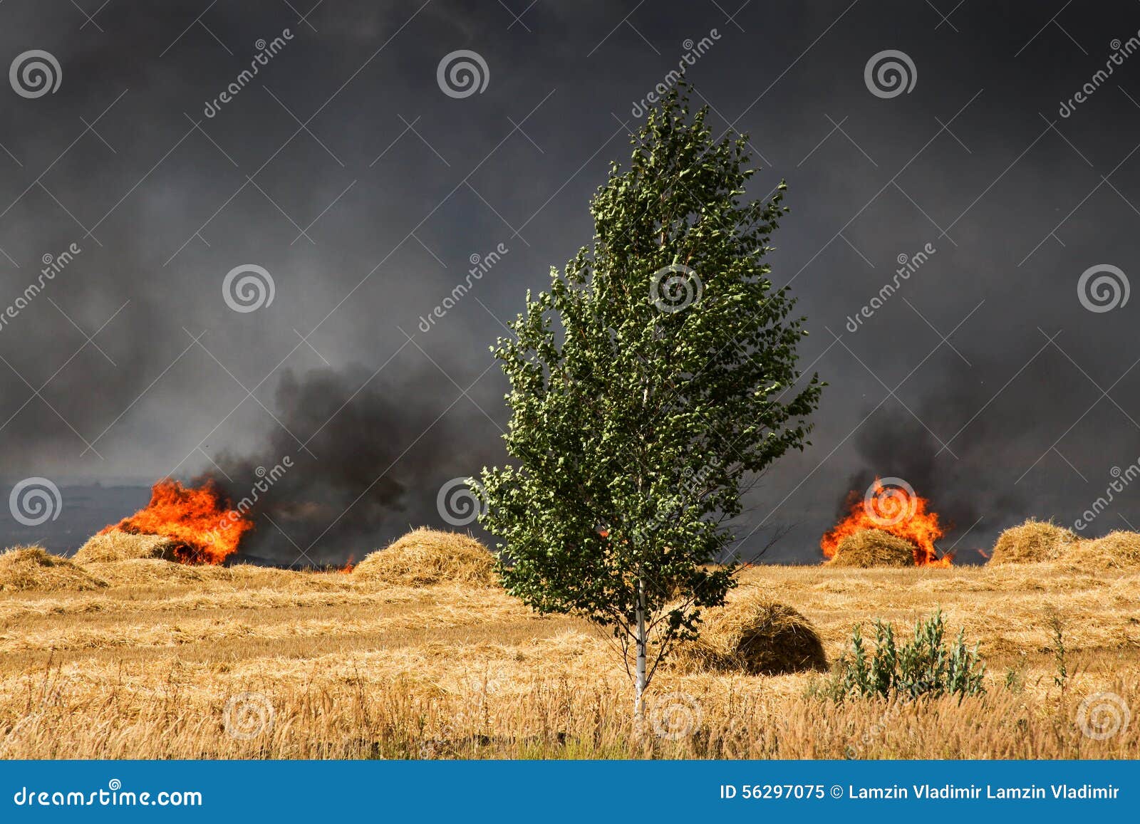 Fire in the field. stock image. Image of leaves, burns - 56297075