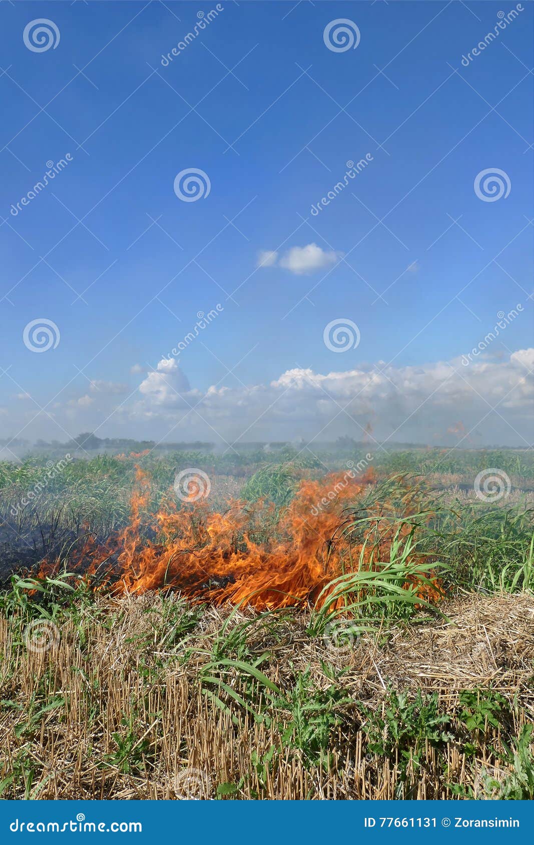 Fire in Field after Harvest Stock Image - Image of disaster, nature ...