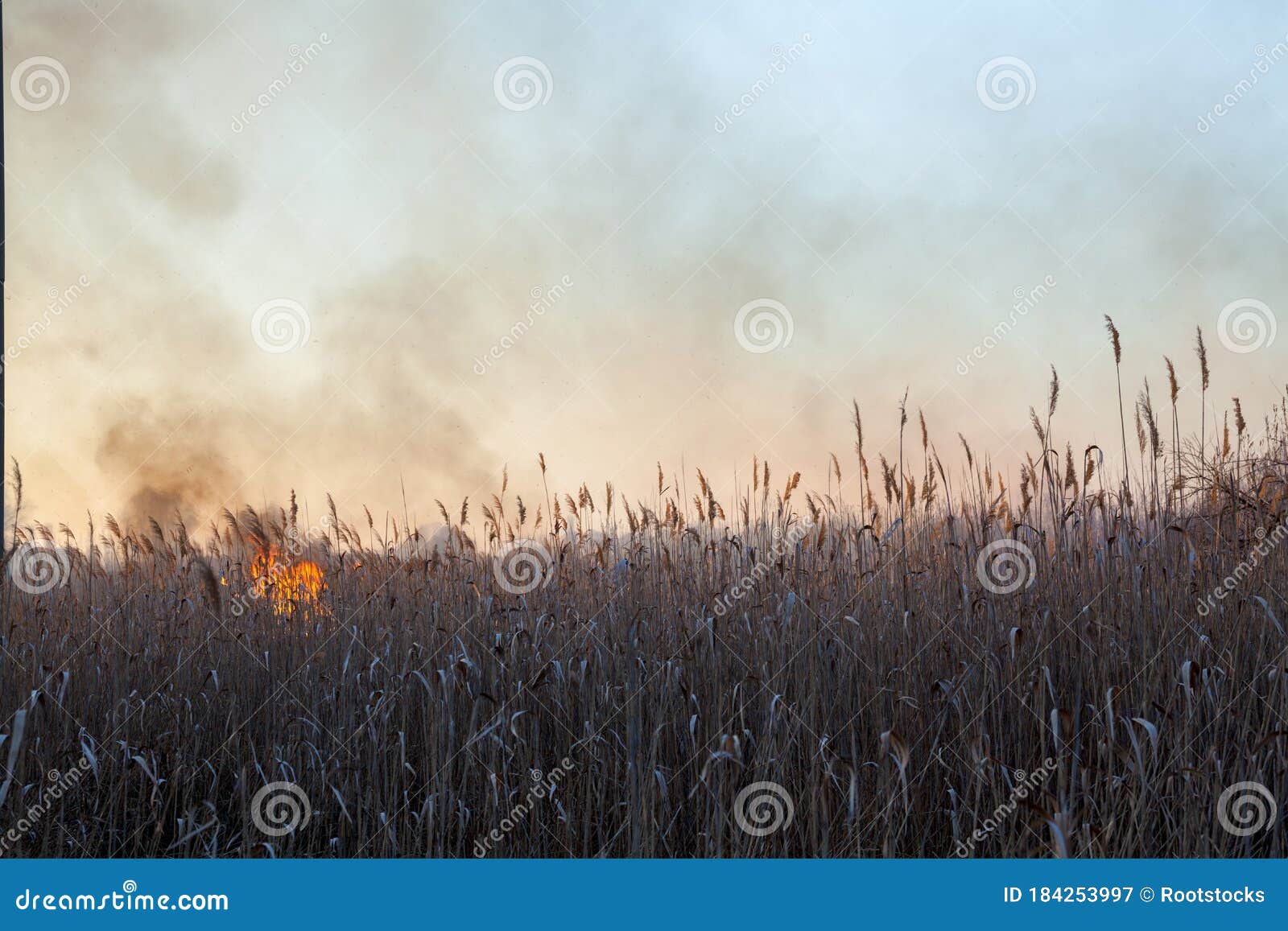 Fire in the field stock image. Image of conflagration - 184253997