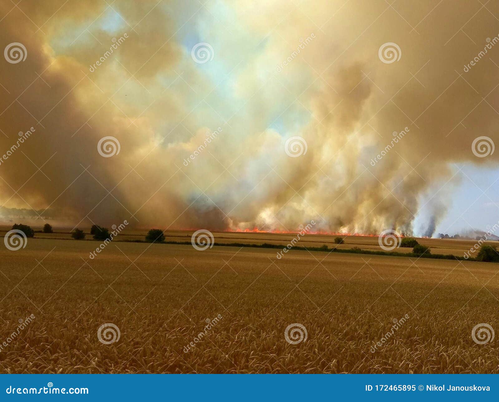 Fire in Field after Wheat Harvest in Summer. Large Explosion Stock ...