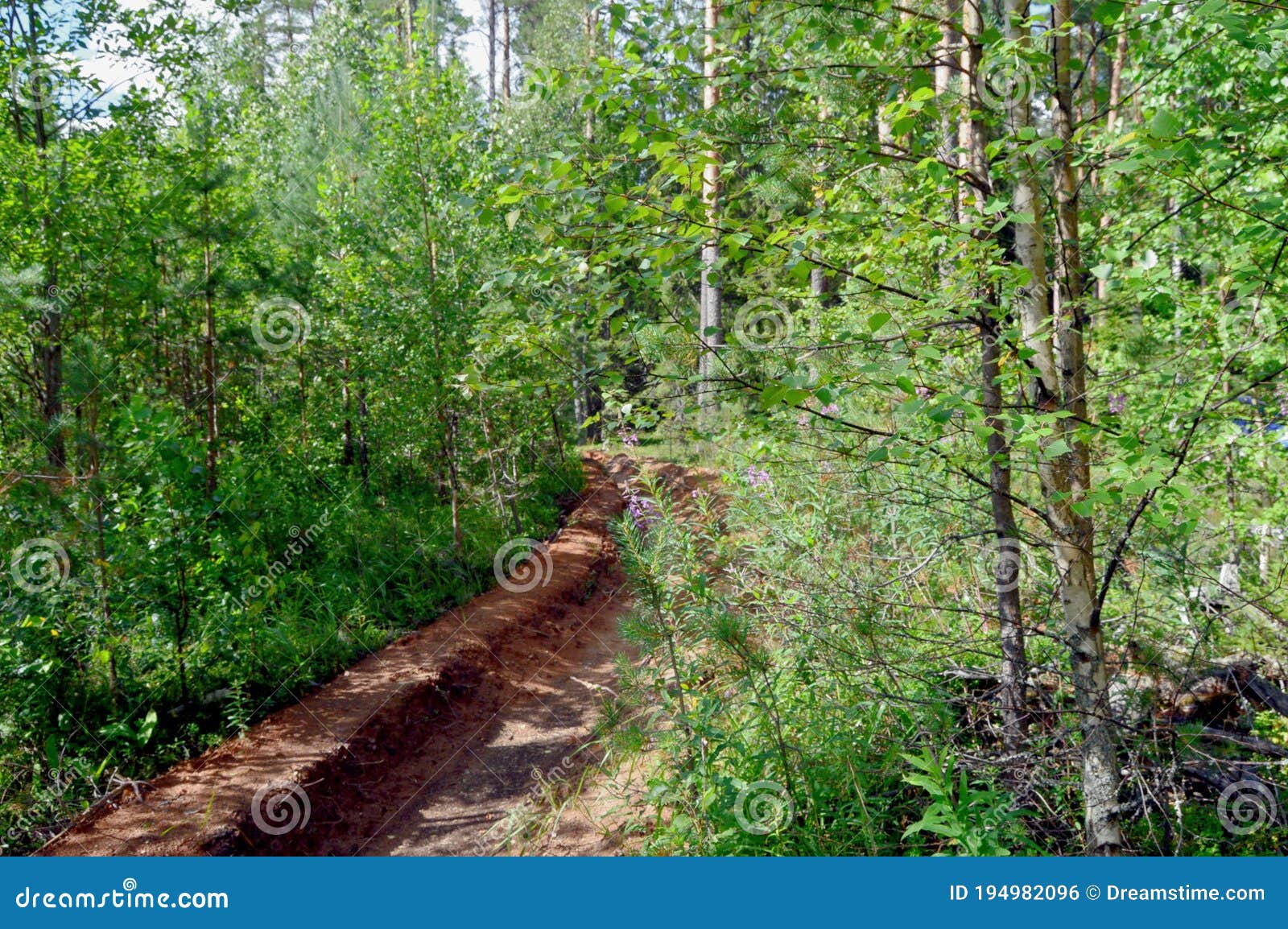 Fire-fighting Mineralized Strip in the Forest. Stock Photo - Image of ...