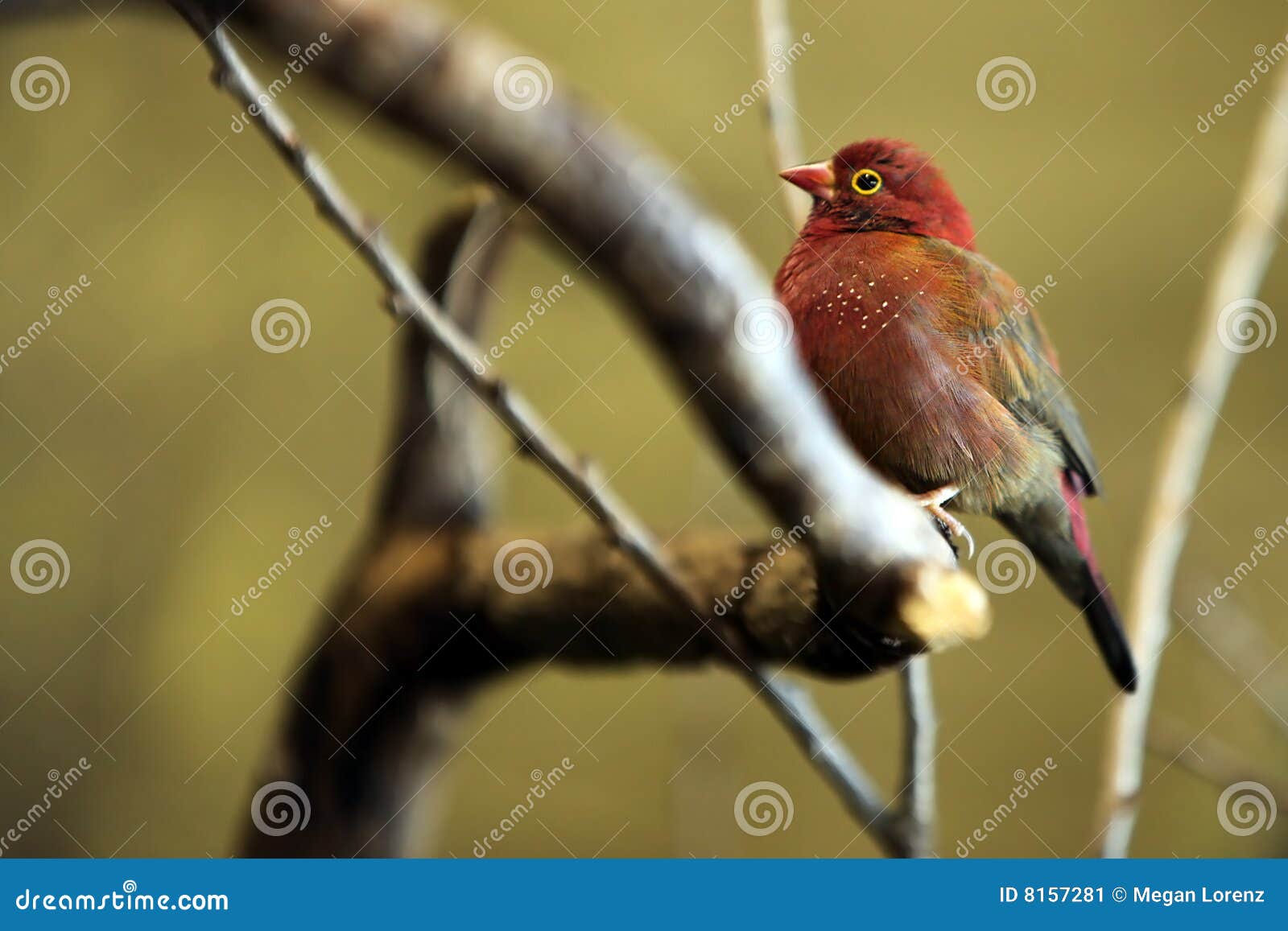 Fire Finch stock image. Image of exotic, closeup, finch - 8157281
